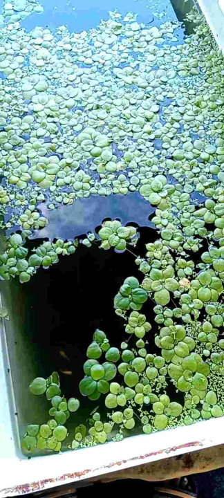 Frogbit Aquatic Plant | Lazada PH