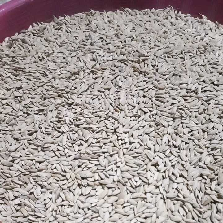 Padi huma asli benih padi beras merah tumbuh di ladang kering | Lazada ...