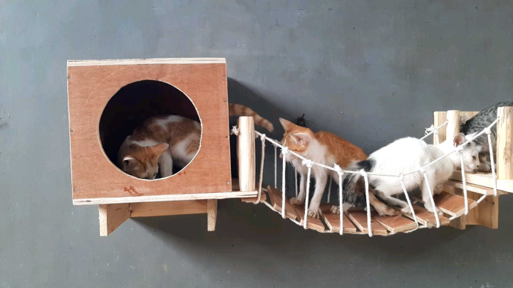 playground rumah kucing dinding | Lazada Indonesia