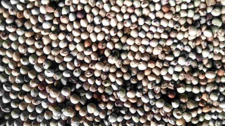 benih kacang hiris/kacang gude sayur isi (100 butir) kemasan aluminium ...