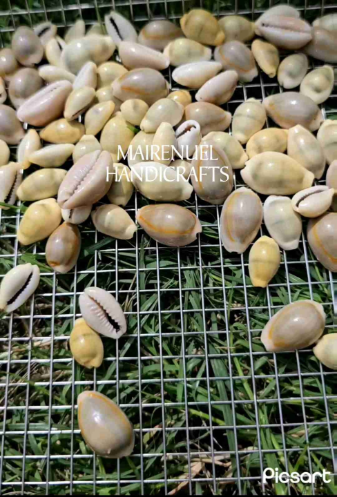 Sigay Sungka Shells/Aquarium Needs | Lazada PH
