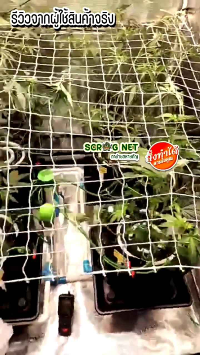 Scrog Net Handmade DIY ตาข่ายปลูกพืช ตาข่ายปลูกต้นไม้ | Lazada.co.th