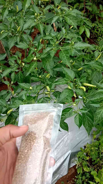 Pupuk Penyubur Daun Dan Buah / pupuk hayati padat / pupuk hayati cabe / pupuk hayati untuk cabe ...