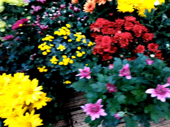 TANAMAN HIDUP BUNGA KRISAN ASTER BUNGA BESAR ( BISA PILIH WARNA ) READY ...