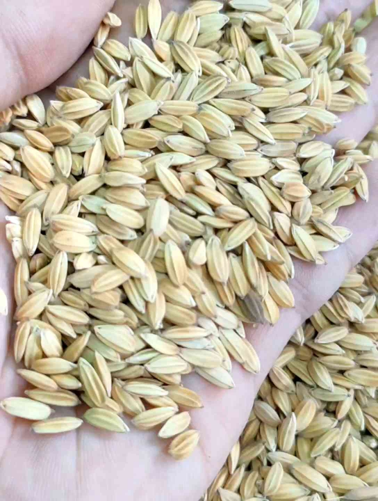 Baru bibit padi biji kuning bulat \ Benih walen super unggul 1 kg ...