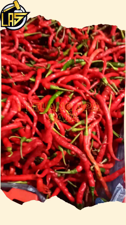 Cabe Setan/Rawit Merah ORI | Lazada Indonesia