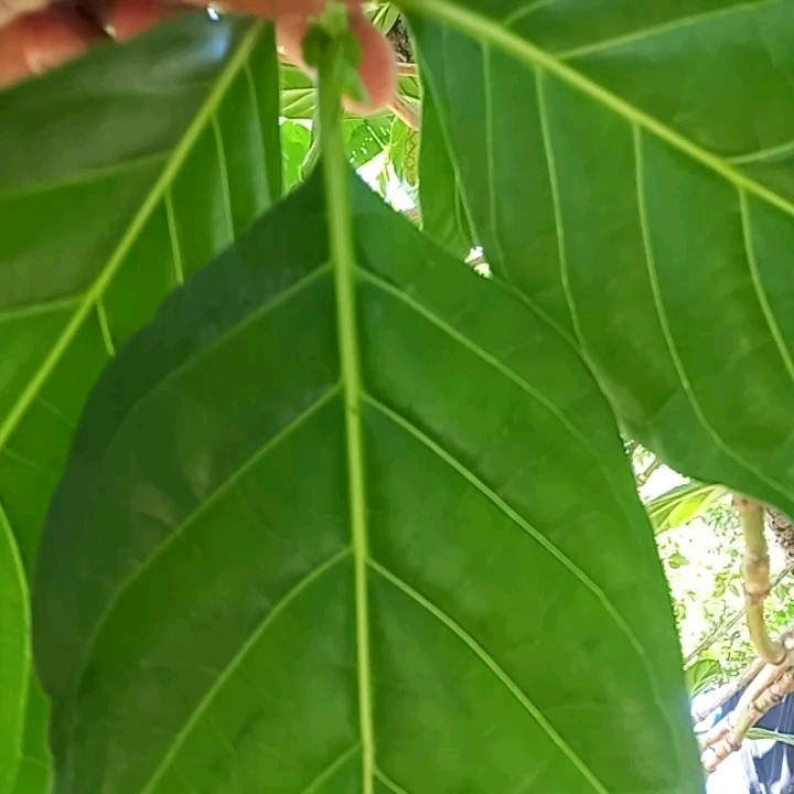 daun mengkudu asli herbal alami 50 gram | Lazada Indonesia