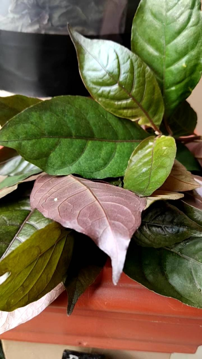 Herbal Teh Daun Ungu/Handeleum Obat Wasir/Ambeien Ampuh 50g | Lazada ...