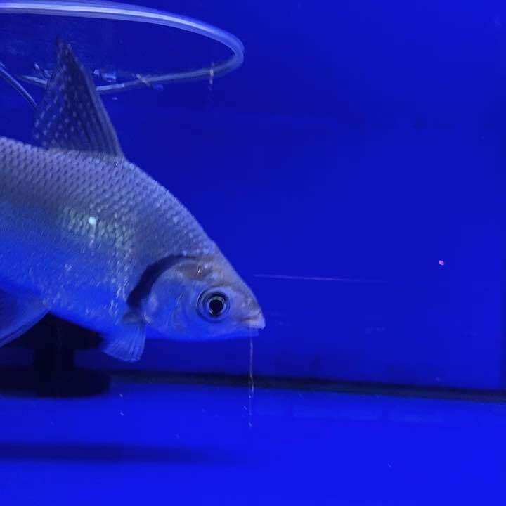 5-6 inch Fei Feng Fish飞凤鱼 | Lazada