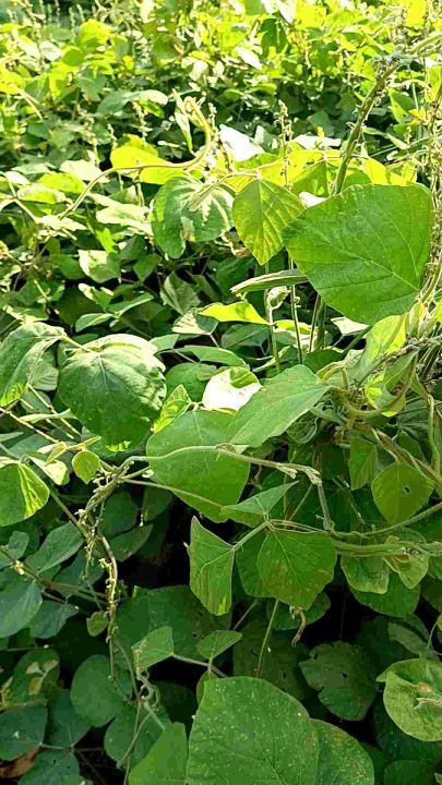 1 kg benih biji kacangan PJ pueraria javanica COVER CROPS LCC Tanaman ...