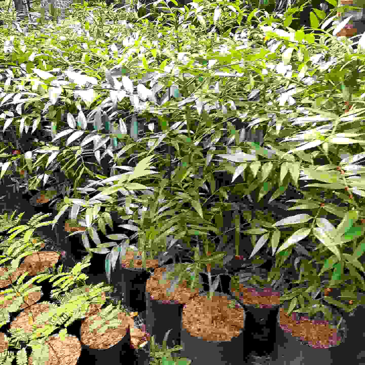 TANAMAN HIAS DAMAR 1 METER / TANAMAN PELINDUNG DAMAR | Lazada Indonesia