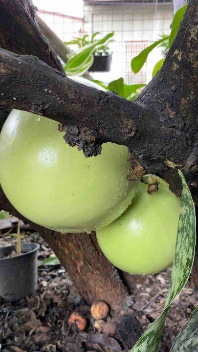 Miracle fruit/Calabash | Lazada PH