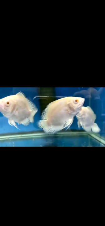 Albino snow white oscar(2inci)thailand | Lazada