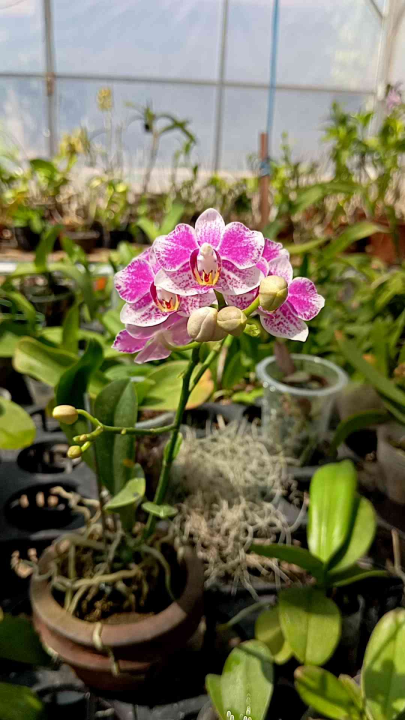 Anggrek Bulan Mini Phalaenopsis | Lazada Indonesia
