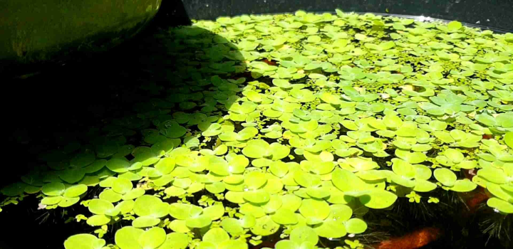 Yeast, Fry Booster, Green Water, Daphnia | Lazada PH