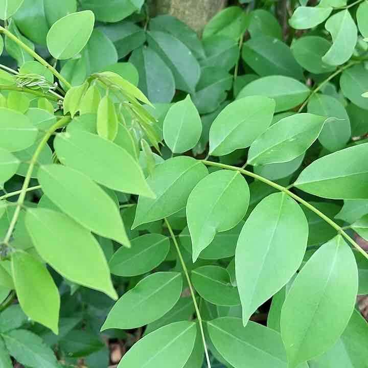 Daun gamal segar 1 kg | Lazada Indonesia
