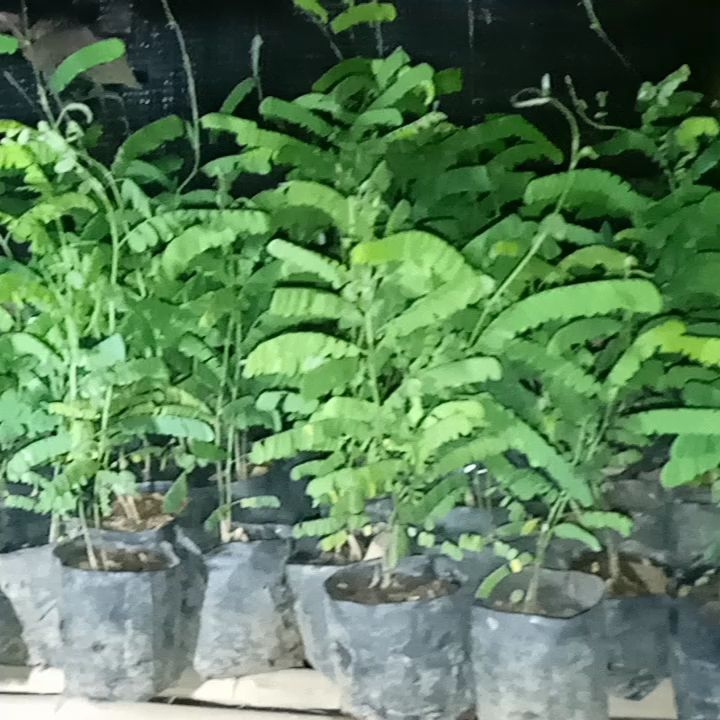 Tanaman Herbal Daun Saga / Pohon Saga | Lazada Indonesia