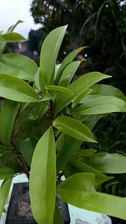 Daun Sirsak fresh / segar 100 lembar daun sirsak hijau tua dan muda ...