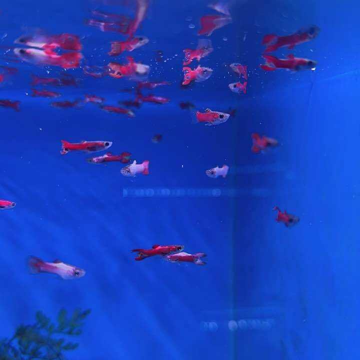 Guppy Fire Red Endler 火焰什安德拉孔雀鱼 | Lazada