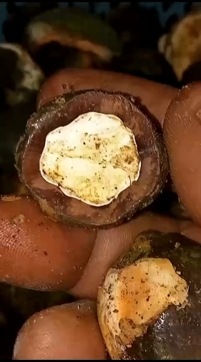 Muncang Adu Asli GARUT jenis JALIM | Lazada Indonesia