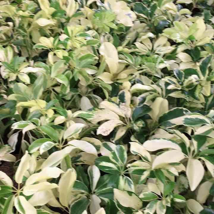 Schefflera Bangkok plant | Lazada PH