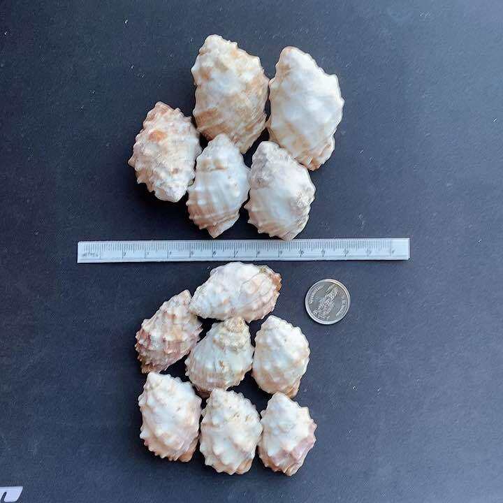 White seashells bone conch shell 5pcs=59Baht | Lazada.co.th