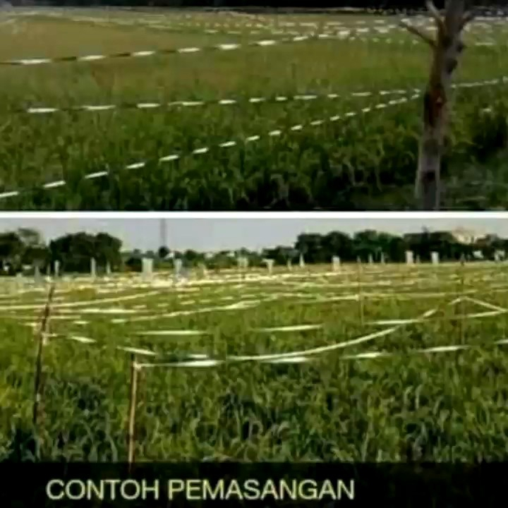 Tali Perak Pengusir Hama Burung Pipit Di Sawah Panjang 800meter ...