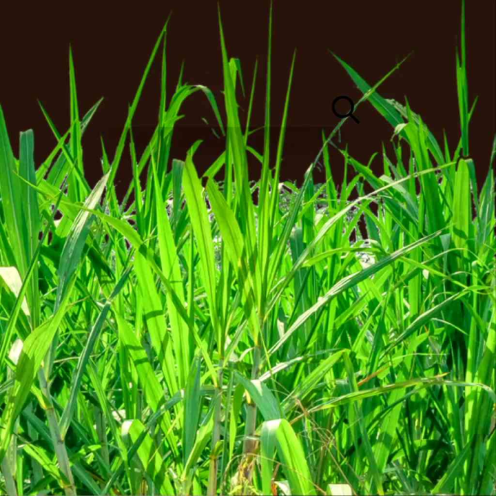 pembasmi rumput liar || mematikan rumput liar /gulma/ilalang garansi ...