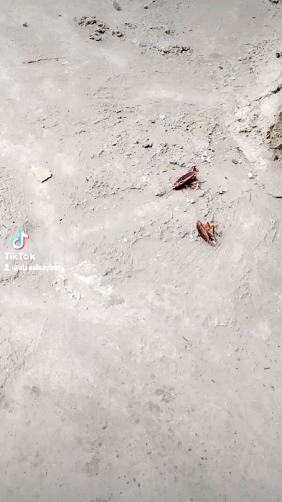 baolilai crawling insecticide spray (750ml) sold per box 24cans | Lazada PH