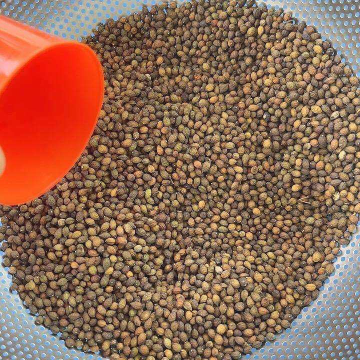 BIJI MELADA PAHIT DIKERINGKAN DALAM PACK 50g, 100g, dan 200g | Lazada