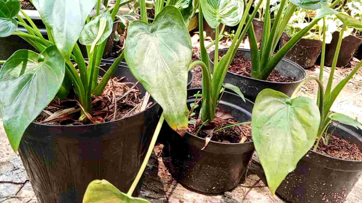 Tanaman Talas Hias Talas Talasan Mini Cantik Dalam Ruangan | Lazada ...