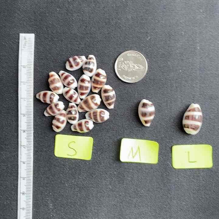 black&white small cowrie Rare Sea Snail Shell 1-2cm | Lazada.co.th