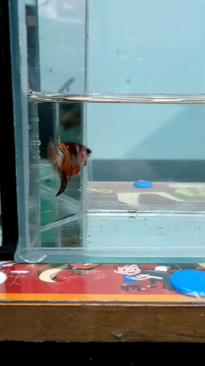 Live fish Male koi/candy line koi galaxy copper (boleh pilih) / ikan ...
