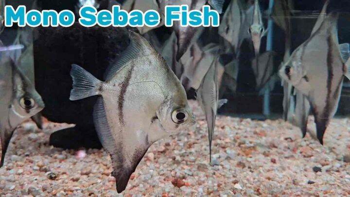 3-4” inch +\- Mono Fish 蝙蝠鲳 | Lazada