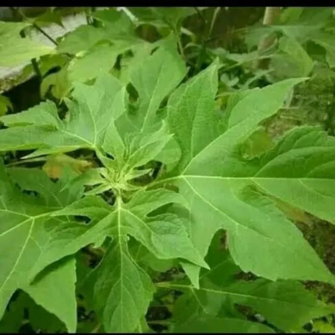 tanaman hias herbal pohon insulin/tanaman herbal daun insulin/obat ...