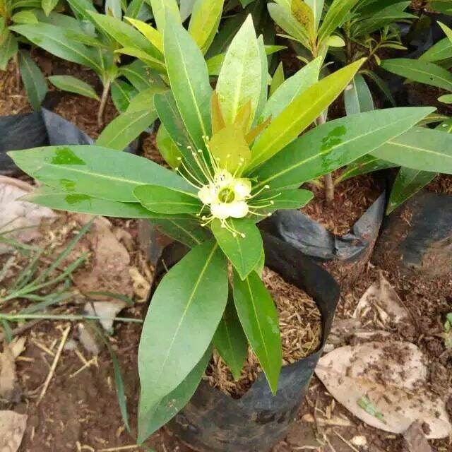 Tanaman xantos lemon bunga kuning | Lazada Indonesia