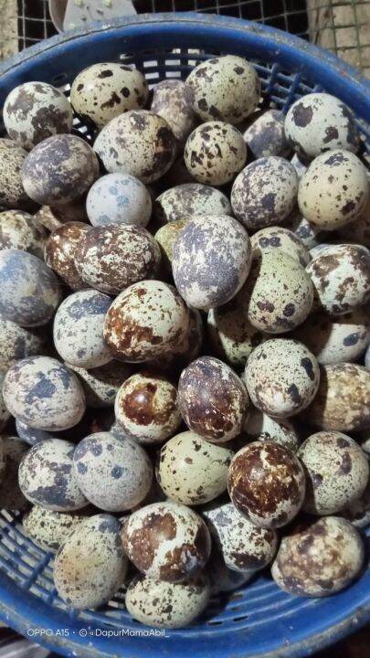 telur puyuh mentah segar per 500gram | Lazada Indonesia