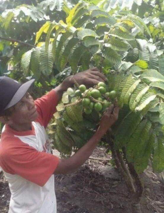 Pokok Matoa Buah 3rasa Istimewa | Lazada