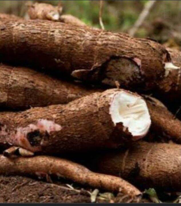 ketela pohon / singkong 1kg | Lazada Indonesia