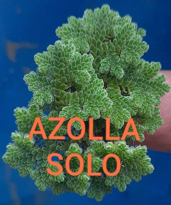 Azola paket COD 2kg khusus pulau jawa | Lazada Indonesia