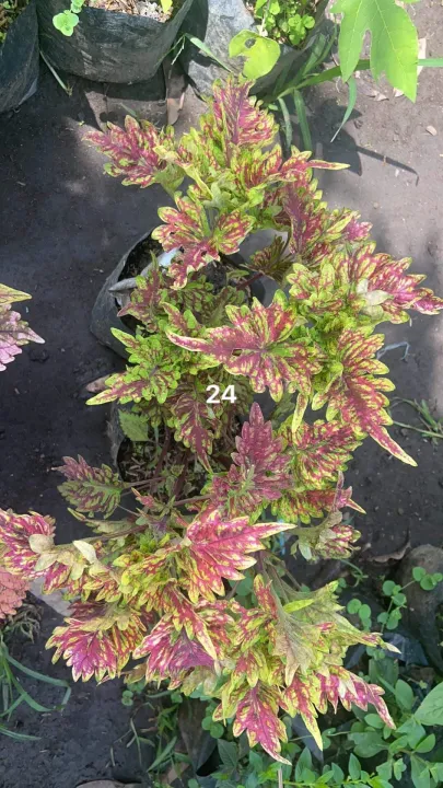 Semi Rare Mayana Plant | Lazada PH