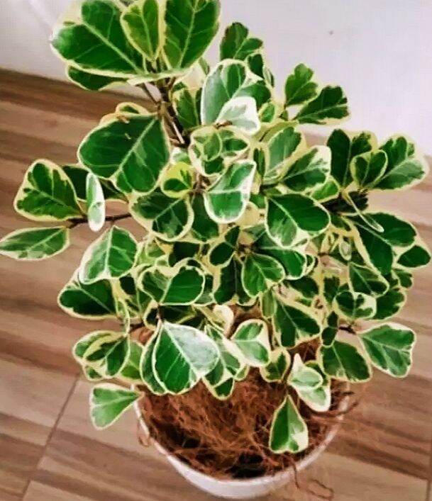 Tanaman hias ficus triangularis beringin kupu-kupu varigata | Lazada ...