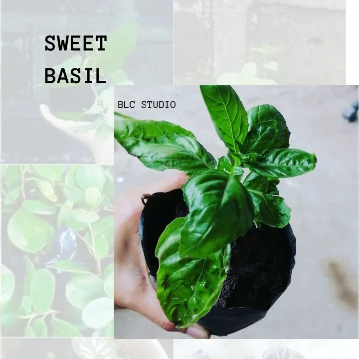 Sweet basil | Lazada PH