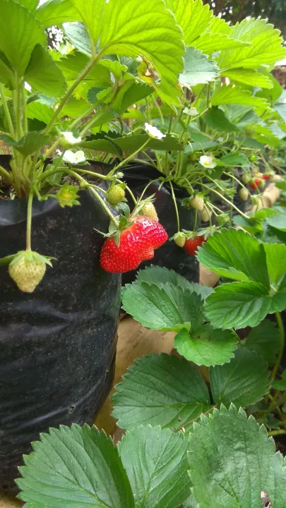 bibit pohon stroberi jumbo(isi 3 pohon hidup siap tanam) | Lazada Indonesia