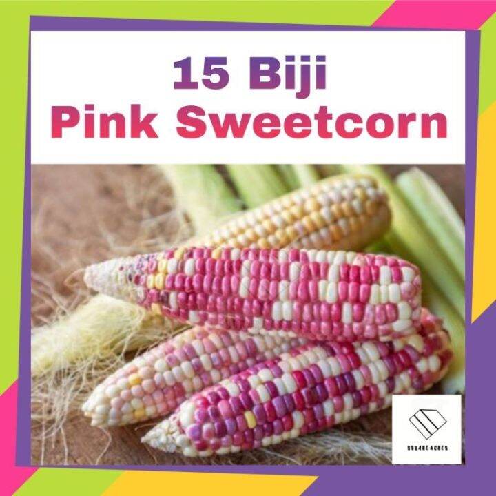 {Rare} 15 Biji Benih Jagung Pulut Merah Jambu Bi-Colour Pinky Sweetcorn ...