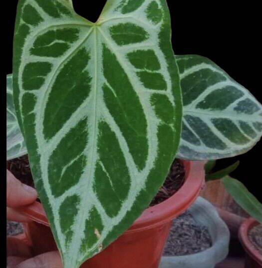 Anthurium Crystal Hope | Lazada PH