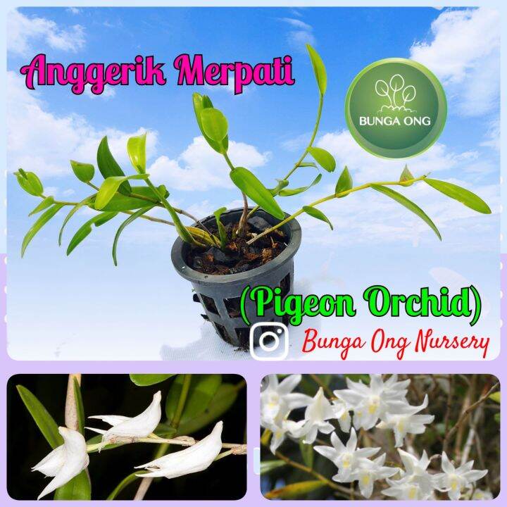 Anggerik merpati Orkid(Pigeon Orchid) Real Plant | Lazada