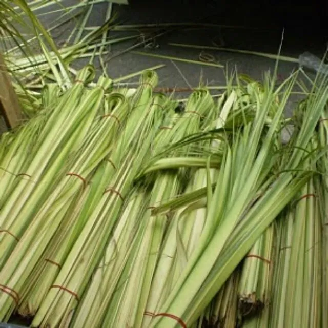 Daun Kelapa Muda Buat Janur Dan Ketupat Per 50 Lembar Lazada Indonesia
