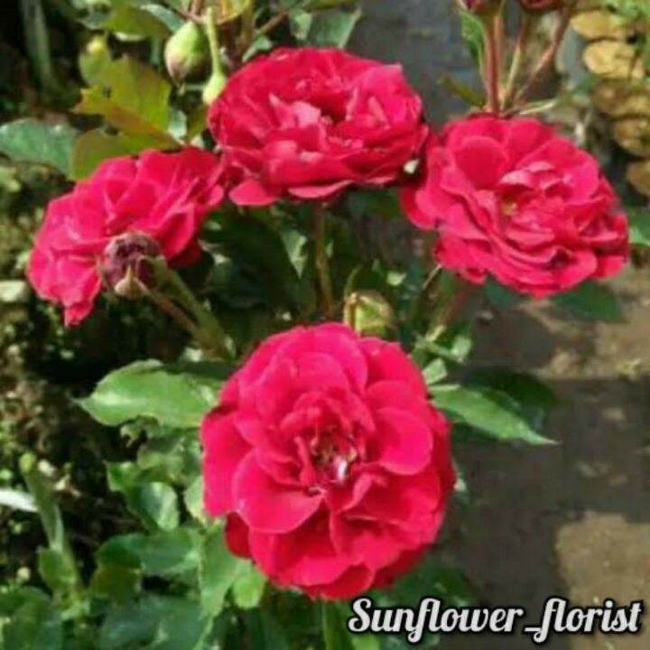 Tanaman Bunga Mawar Floribunda Merah | Lazada Indonesia