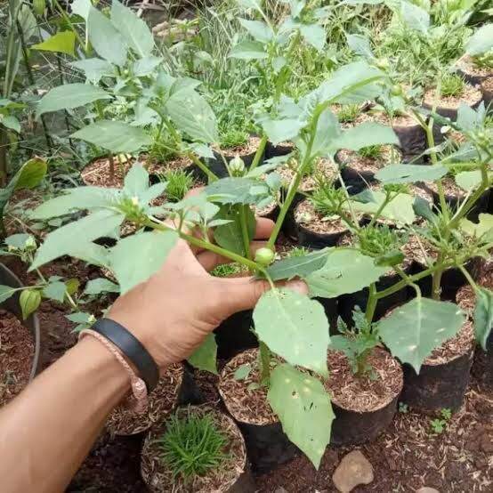Pohon ciplukan/cecendet paket 3 pohon tanaman herbal pohon ciplukan ...
